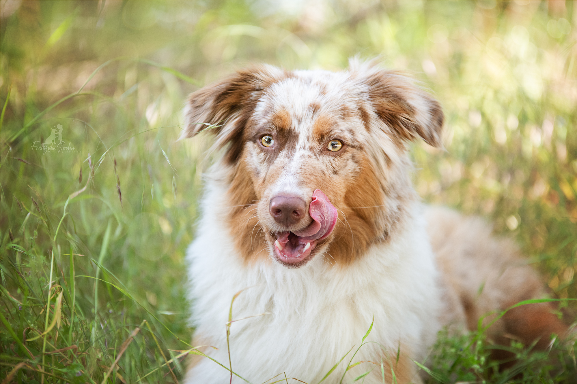 Home - Barf Box Ortenberg
